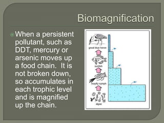 Introduction to Pollution | PPTX