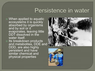Endocrine Disruptors and DDT | PPTX