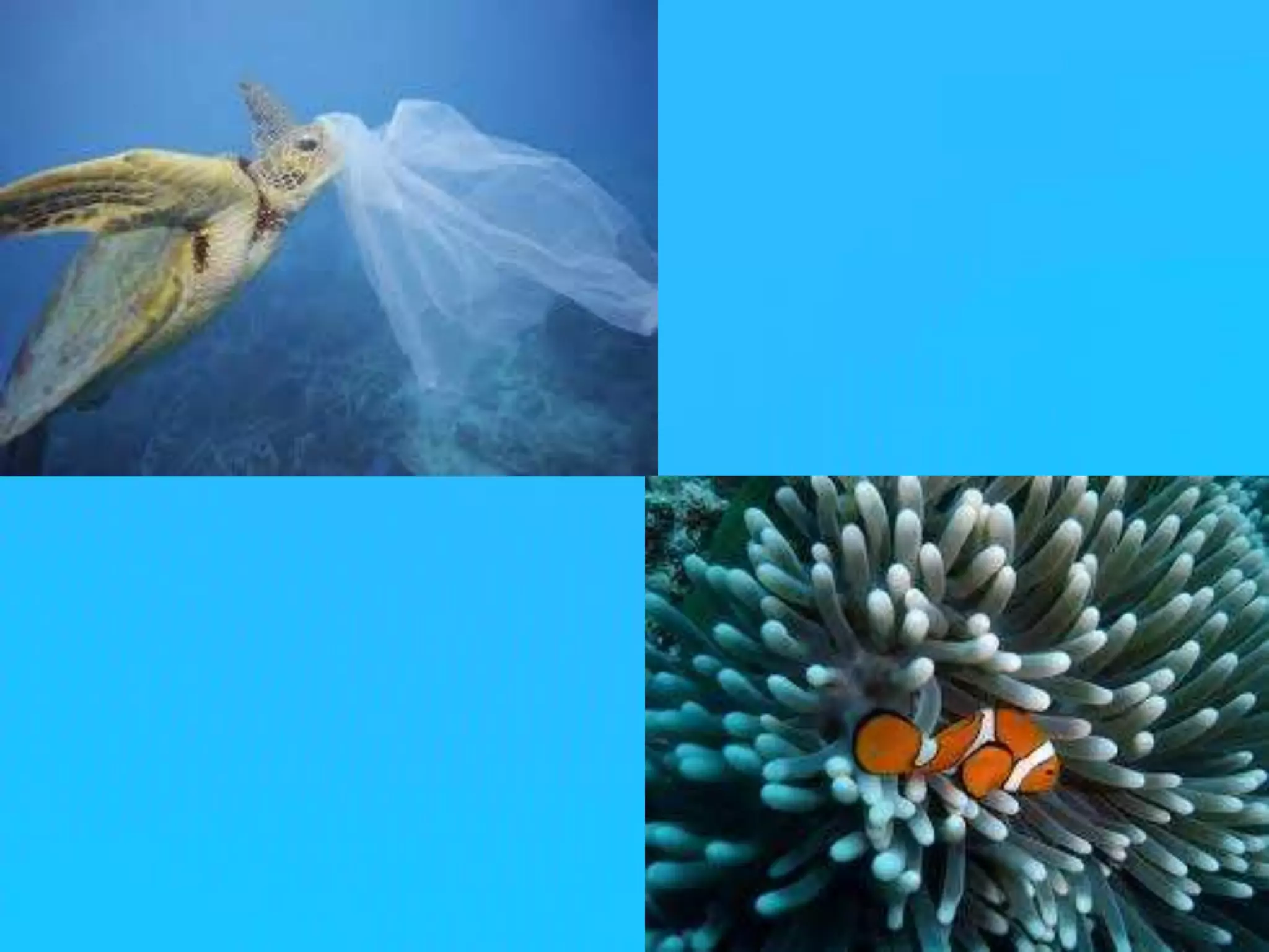 Pollution in the Great Barrier Reef | PPTX