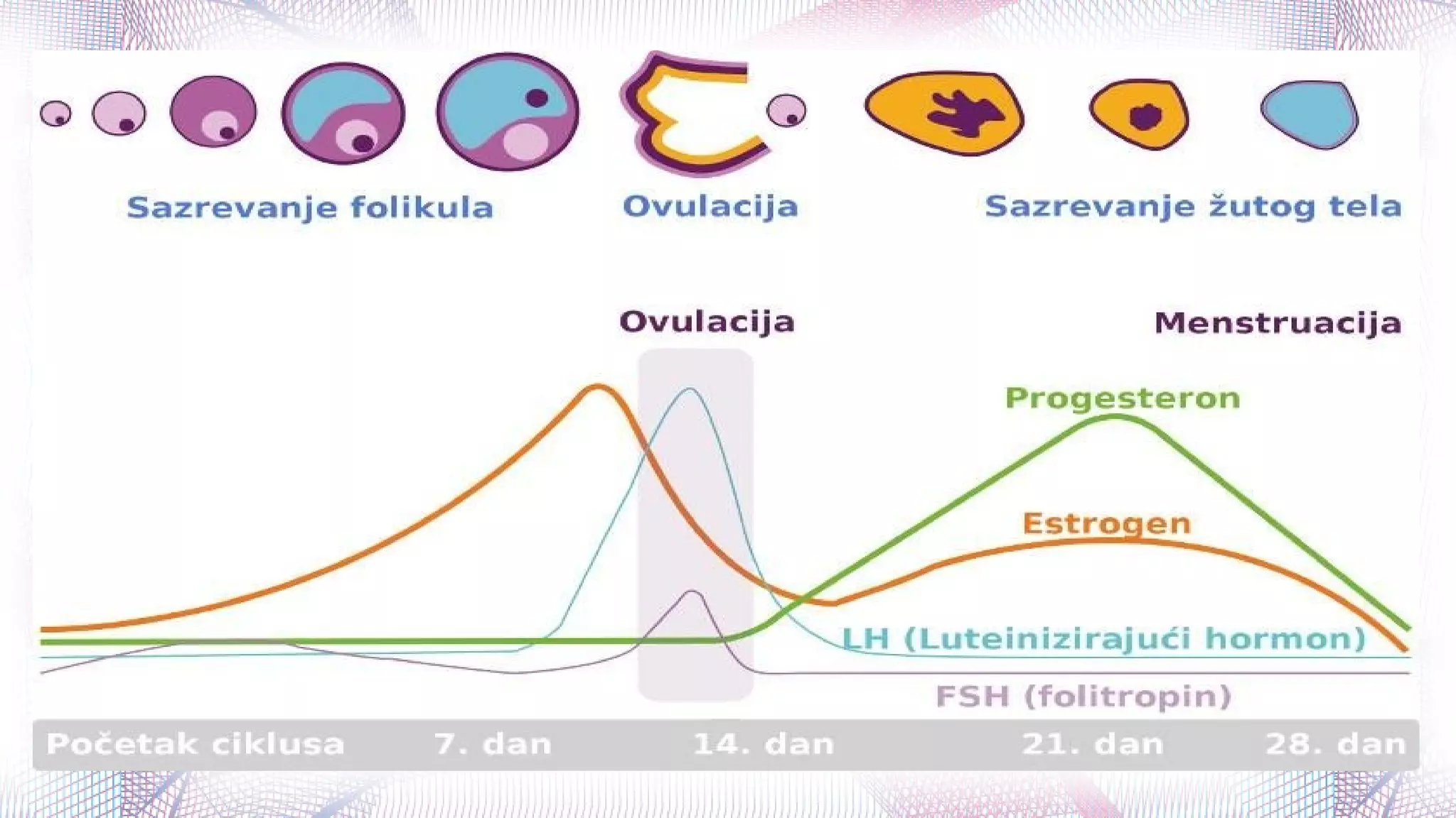 ANATOMIJA Polni organi | PPT