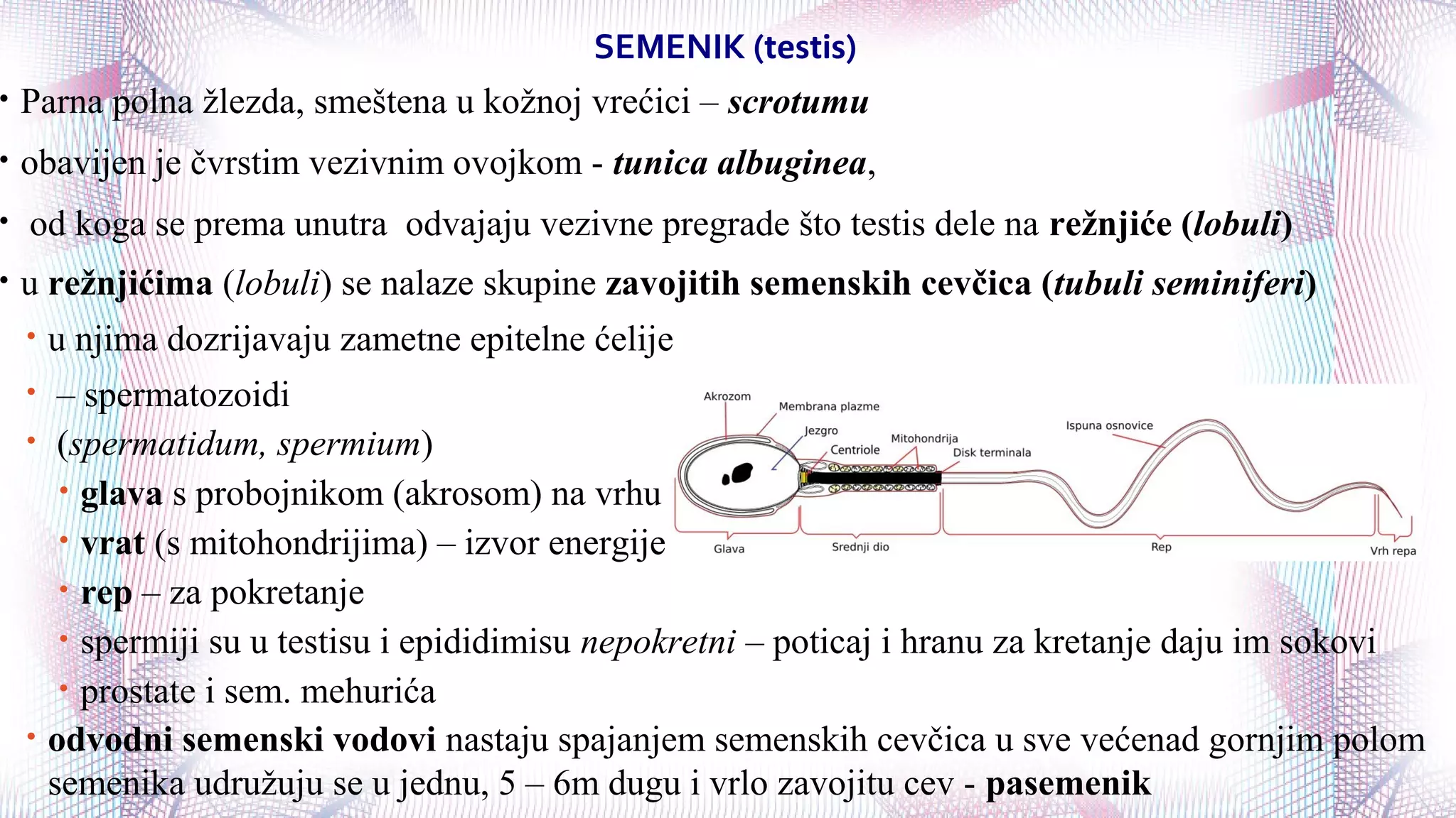 ANATOMIJA Polni organi | PPT