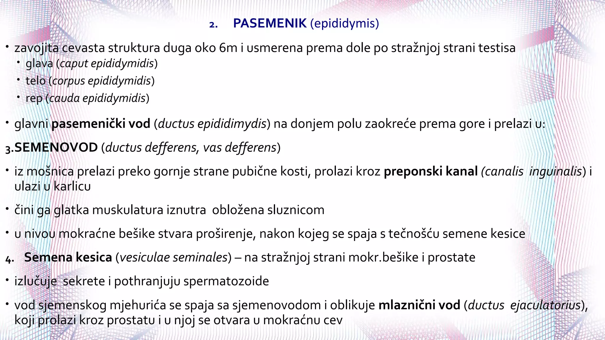 ANATOMIJA Polni organi | PPT
