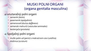 ANATOMIJA Polni organi | PPT