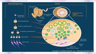 ANATOMIJA Polni organi | PPT
