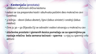 ANATOMIJA Polni organi | PPT