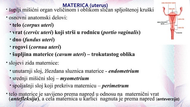 ANATOMIJA Polni organi | PPT