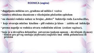 ANATOMIJA Polni organi | PPT