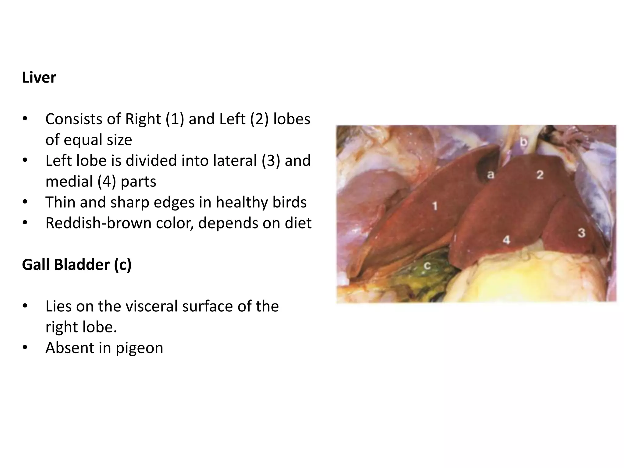 Veterinary Anatomy of Polutry splanchnology | PDF
