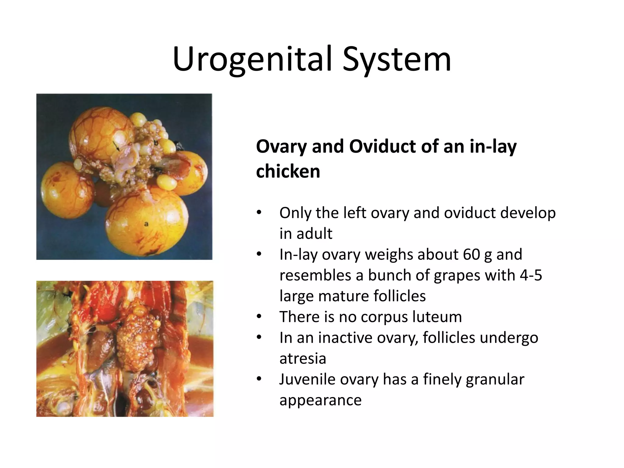 Veterinary Anatomy of Polutry splanchnology | PDF