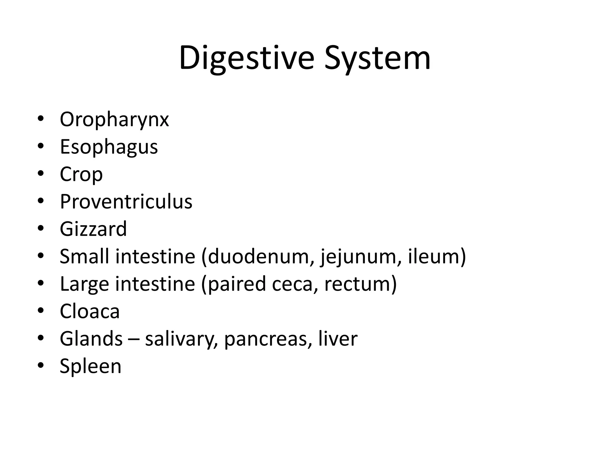 Veterinary Anatomy of Polutry splanchnology | PDF