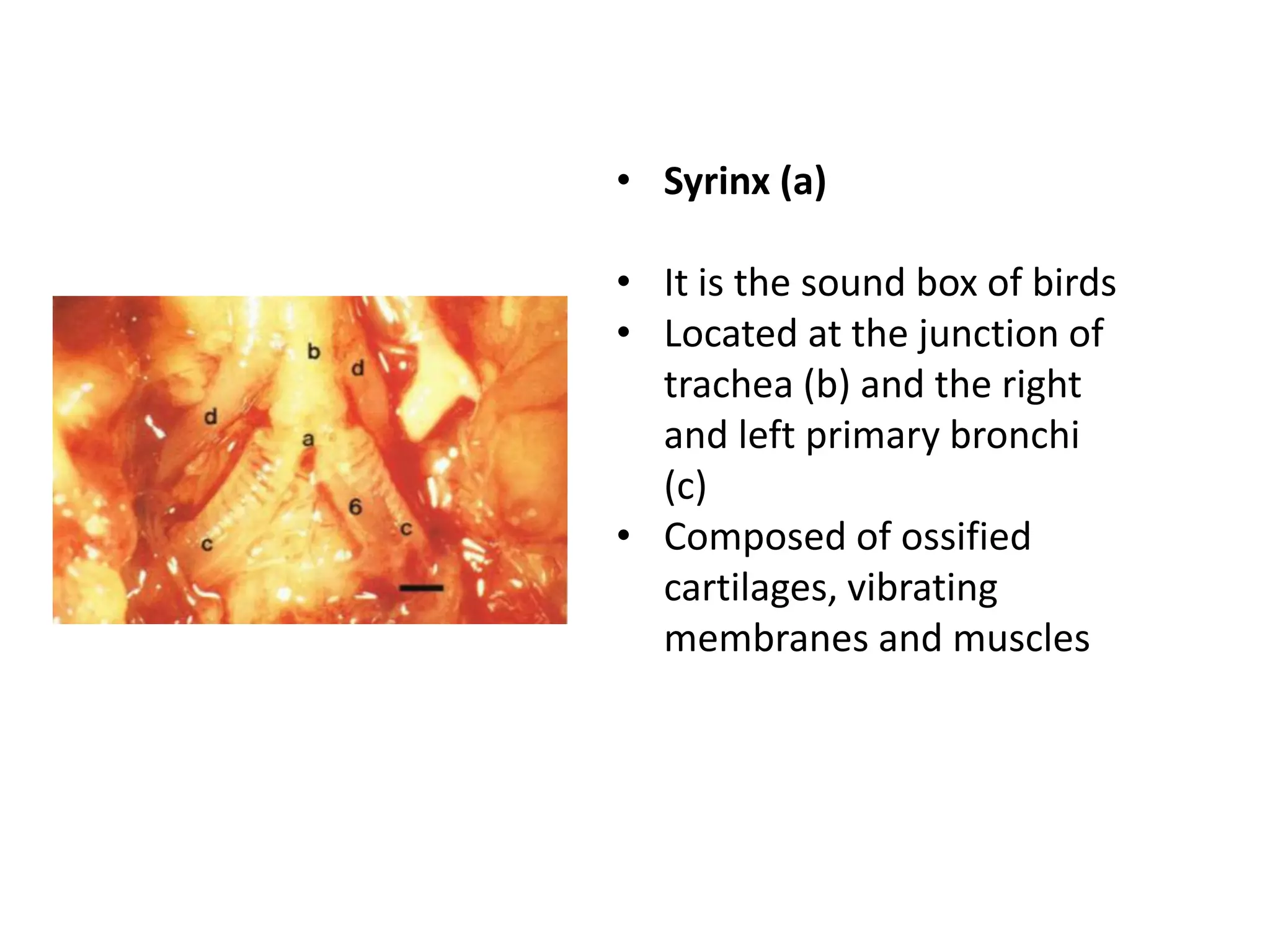 Veterinary Anatomy of Polutry splanchnology | PDF