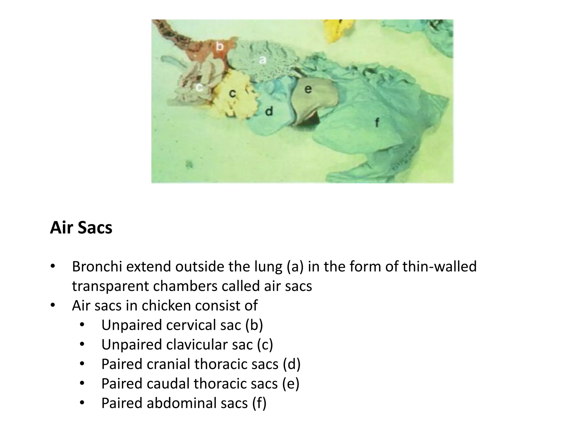Veterinary Anatomy of Polutry splanchnology | PDF