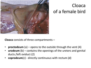Veterinary Anatomy of Polutry splanchnology | PDF | Lung and Respiratory Health | Diseases and ...