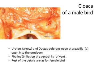 Veterinary Anatomy of Polutry splanchnology | PDF | Lung and Respiratory Health | Diseases and ...
