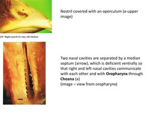 Veterinary Anatomy of Polutry splanchnology | PDF