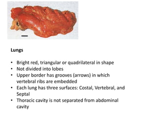 Veterinary Anatomy of Polutry splanchnology | PDF