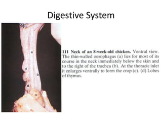 Veterinary Anatomy of Polutry splanchnology | PDF