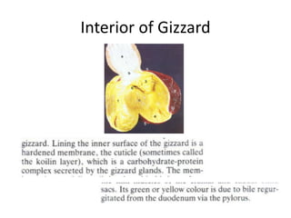 Veterinary Anatomy of Polutry splanchnology | PDF