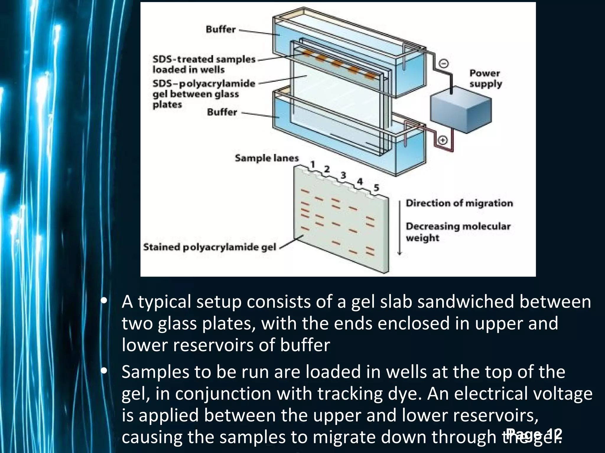 Polyacrylamide gel electrophoresis | PPT