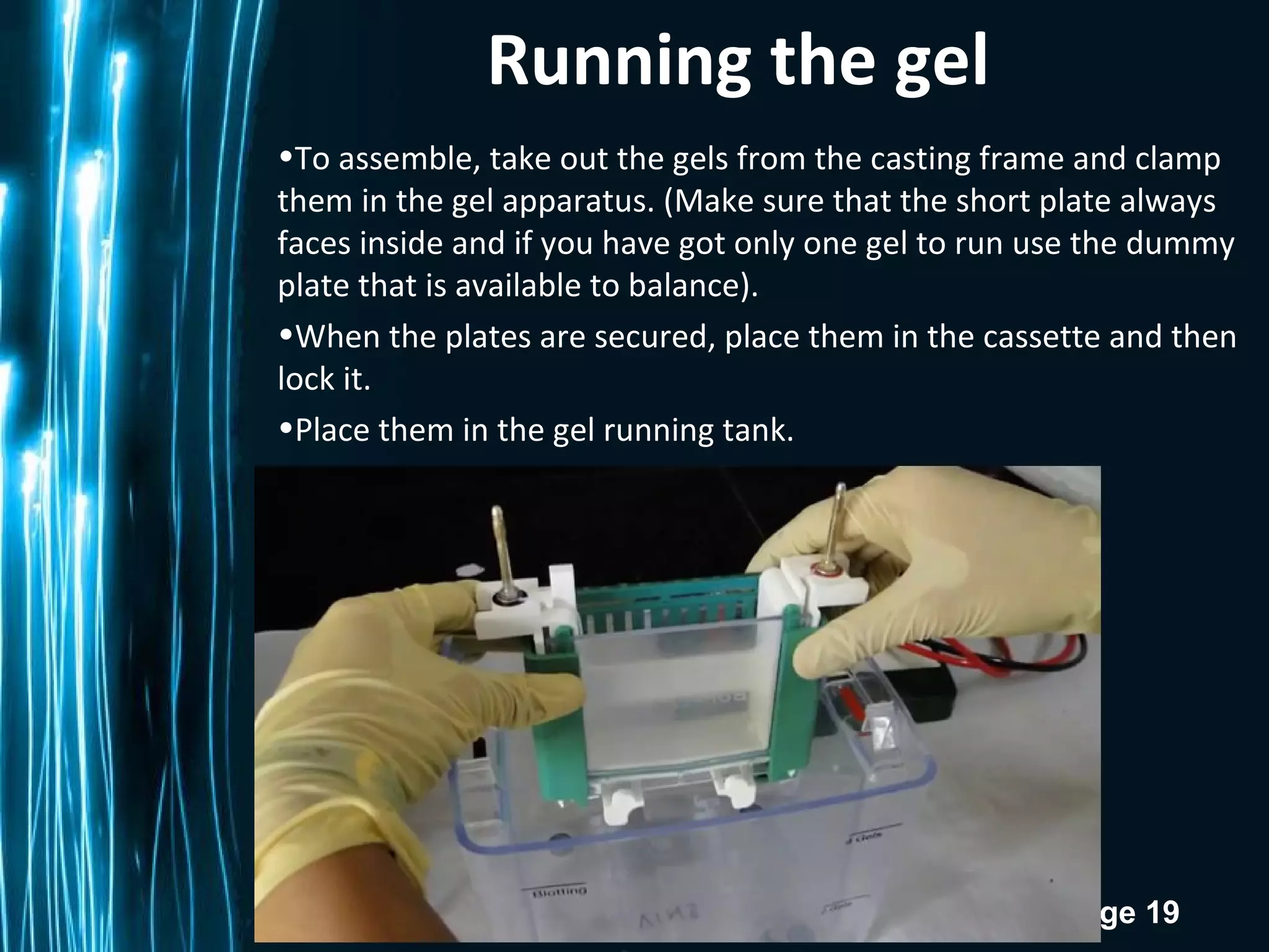 Polyacrylamide gel electrophoresis | PPT