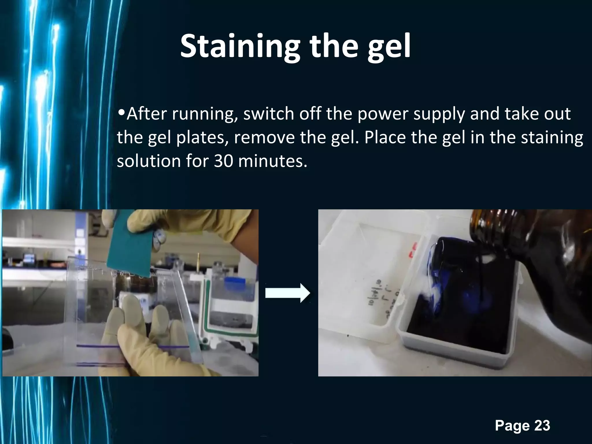 Polyacrylamide gel electrophoresis | PPT
