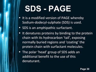 Polyacrylamide gel electrophoresis | PPT