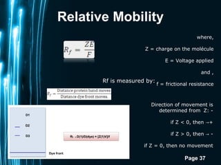 Polyacrylamide gel electrophoresis | PPT