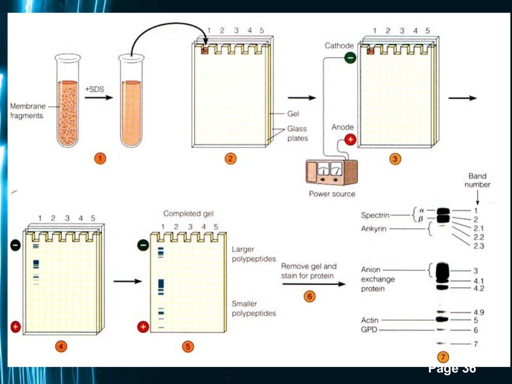 Polyacrylamide Gel Electrophoresis polyacrylamide-gel-electrophoresis