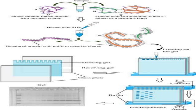 Polyacrylamide gel electrophoresis | PPTX