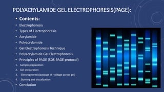 Polyacrylamide gel electrophoresis | PPTX