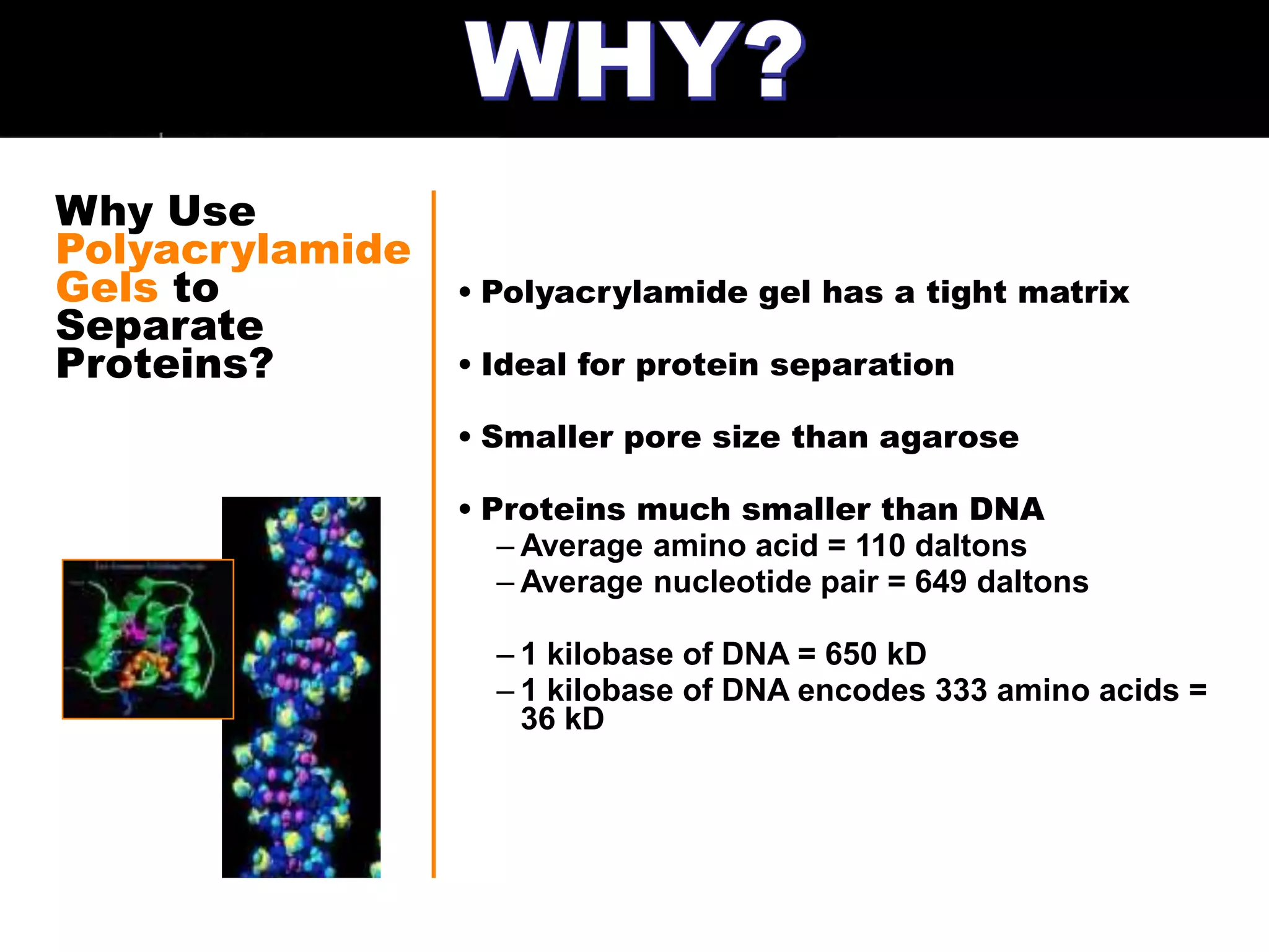 Polyacrylamidegelelectrophoresis PAGE | PPTX