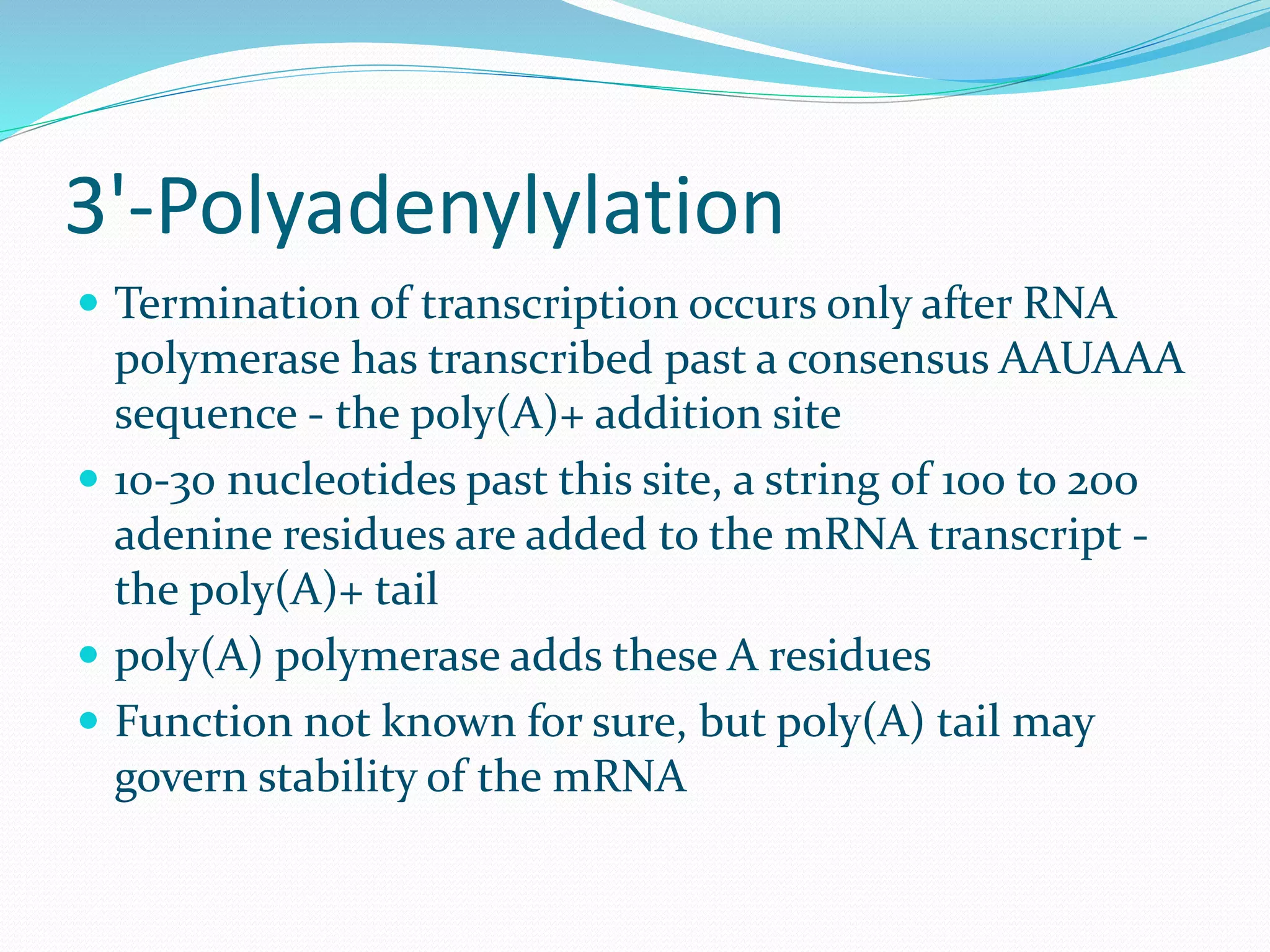 Polyadenylation | PPTX