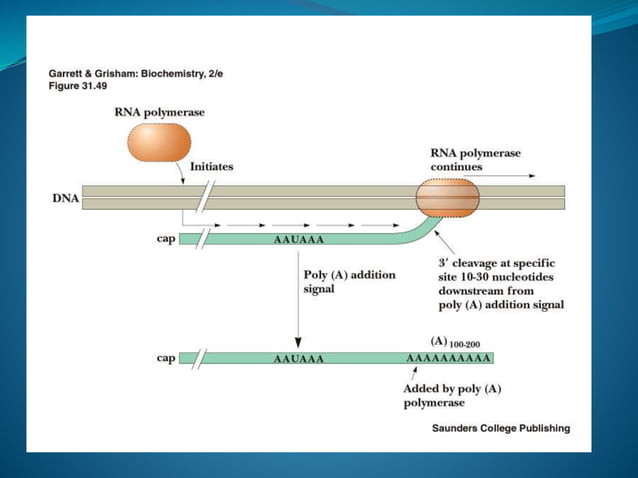 Polyadenylation | PPTX | Chemistry | Science