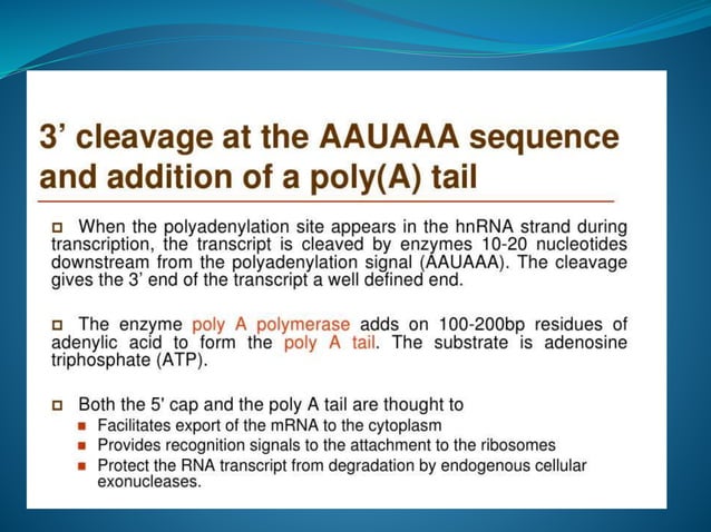 Polyadenylation | PPTX | Chemistry | Science