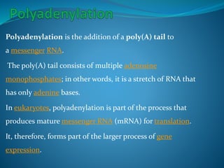 Polyadenylation | PPTX