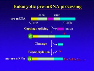 Polyadenylation | PPTX