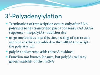 Polyadenylation | PPTX