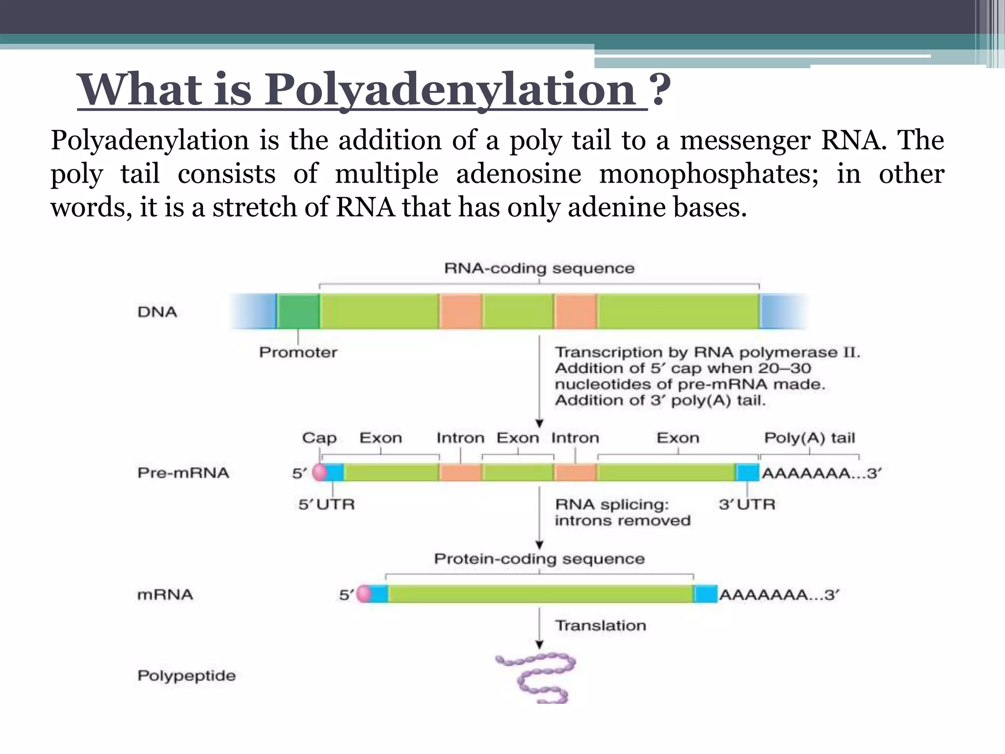 Polyadenylation | PPTX | Genetics | Science