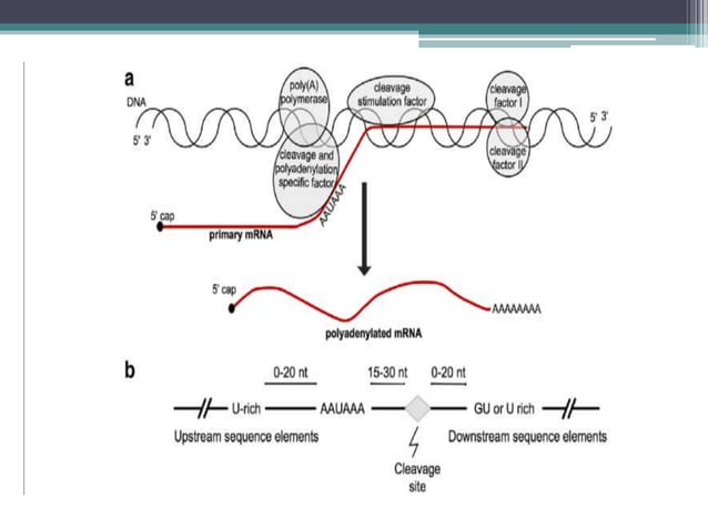 Polyadenylation | PPTX | Genetics | Science