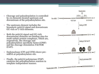 Polyadenylation | PPTX