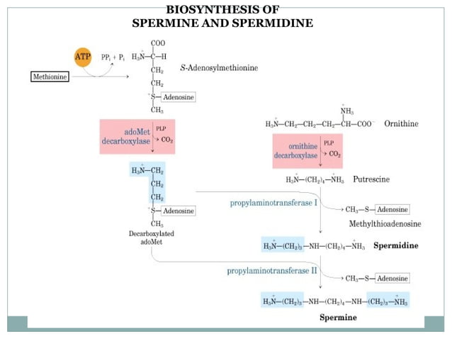 POLYAMINES & synthesis mechanismsm .pptx
