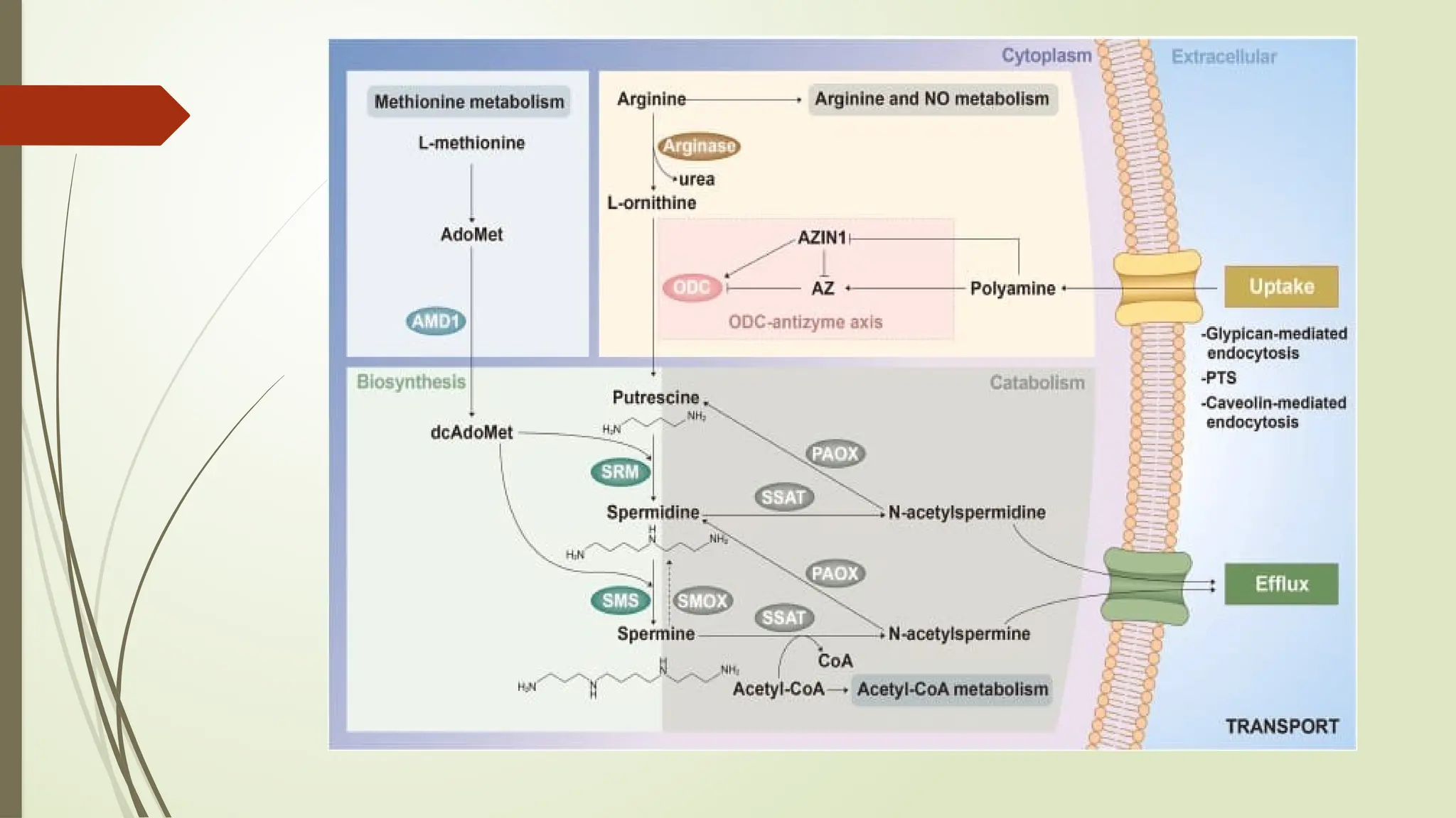 POLYAMINES synthesis, catabolism and functions | PPTX
