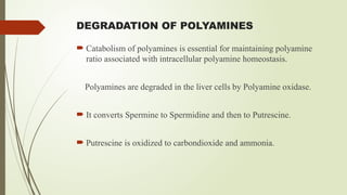 POLYAMINES synthesis, catabolism and functions | PPTX