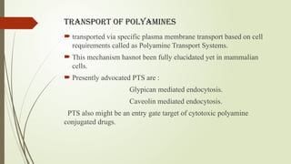 POLYAMINES synthesis, catabolism and functions | PPTX