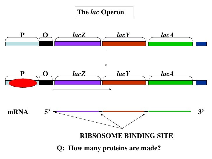 Polycistronic gene