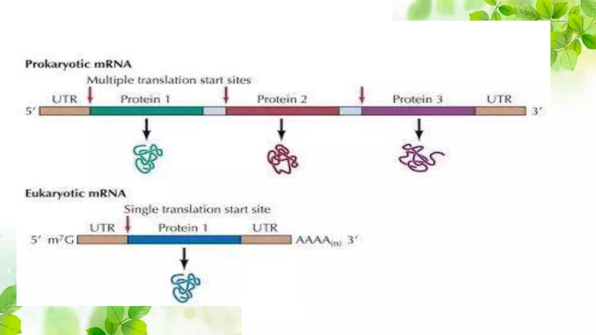 Polycistronic and monocistronic RNA | PPTX