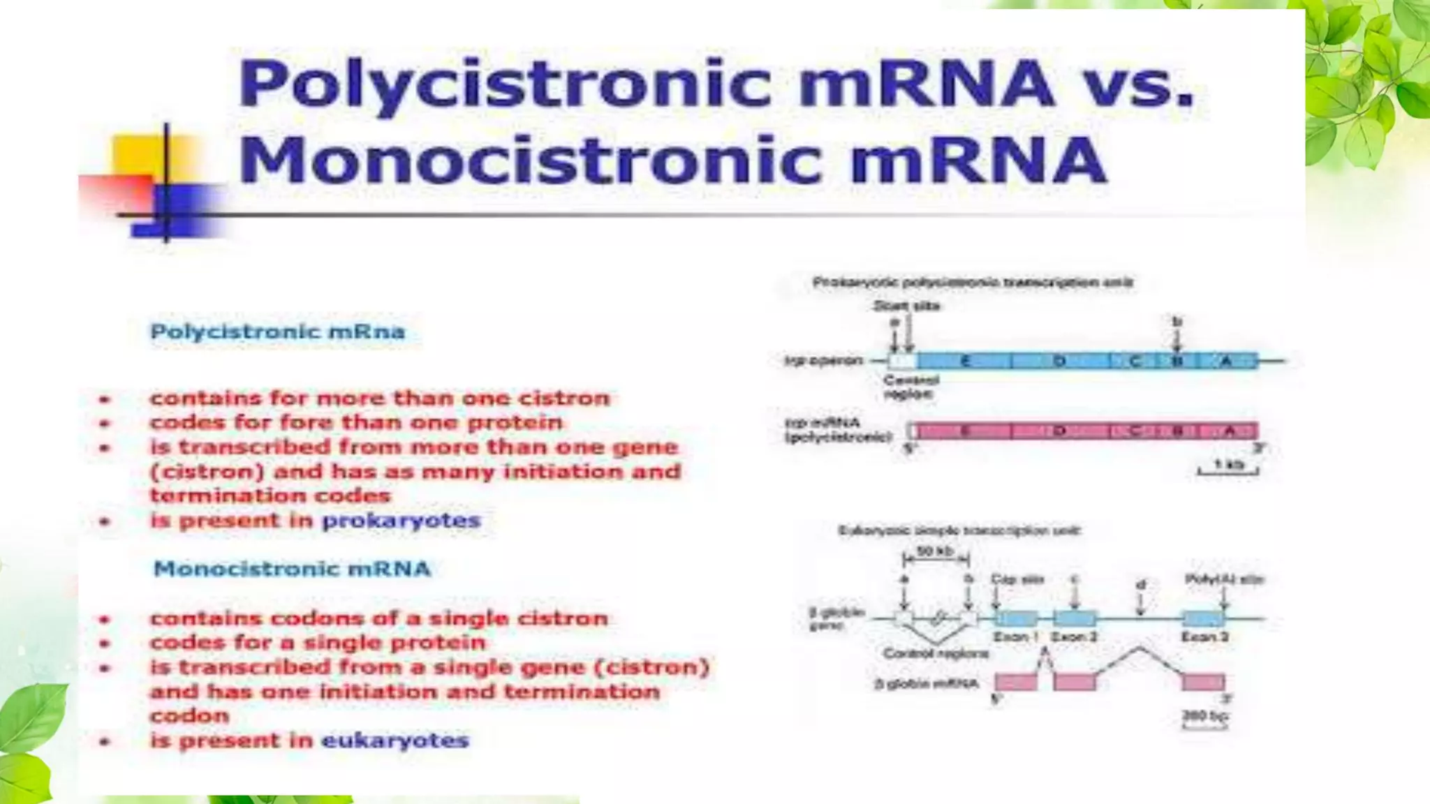 Polycistronic and monocistronic RNA | PPTX