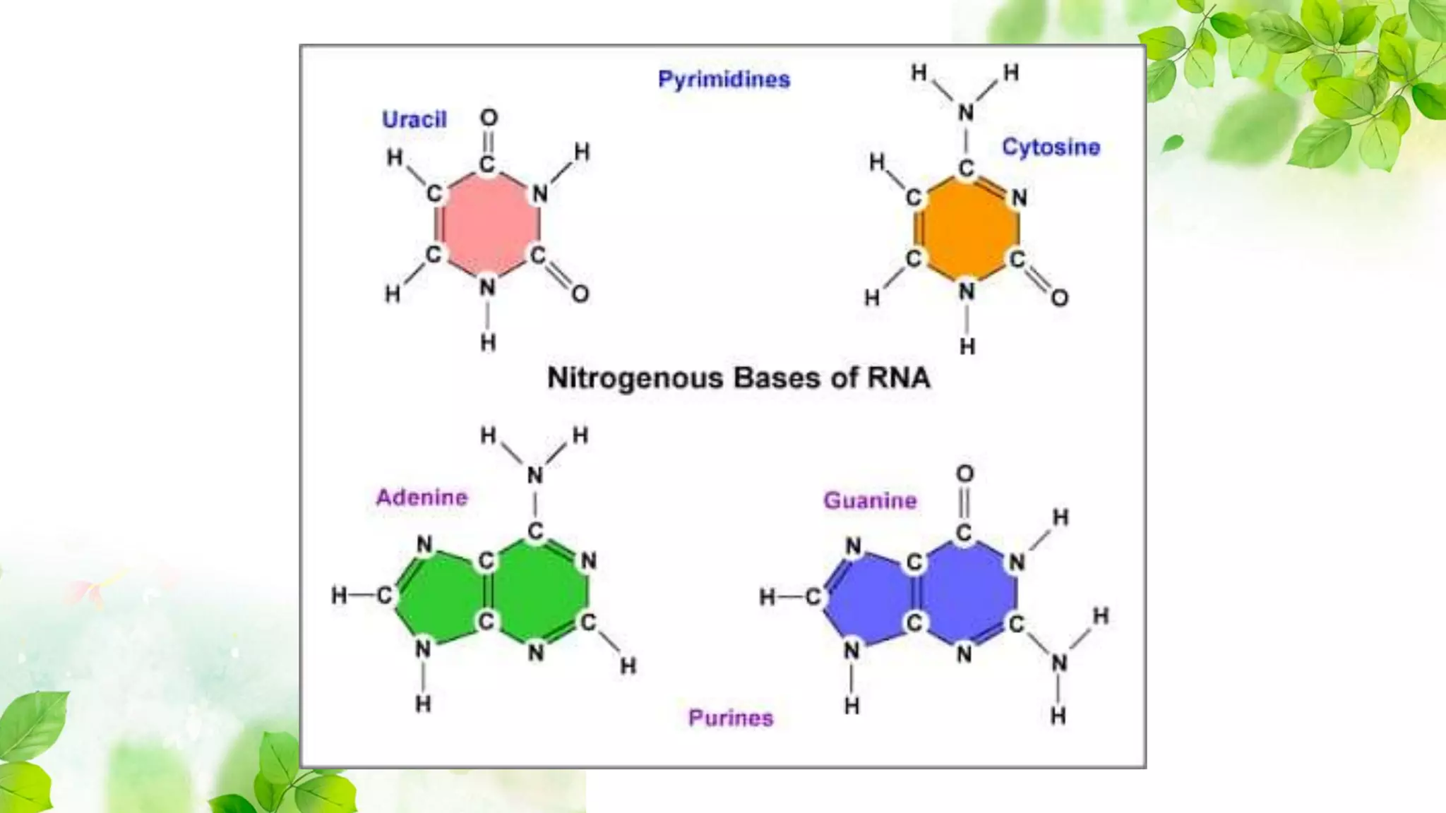 Polycistronic and monocistronic RNA | PPTX