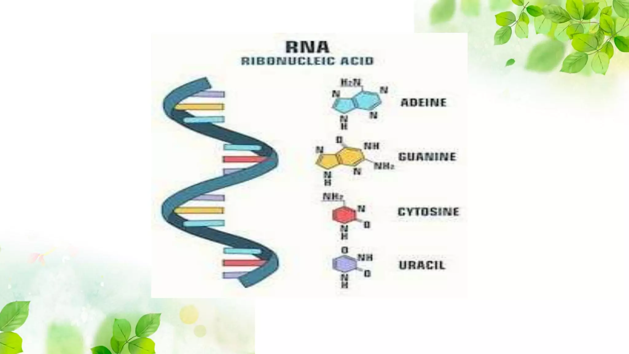 Polycistronic and monocistronic RNA | PPTX
