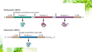 Polycistronic and monocistronic RNA | PPTX